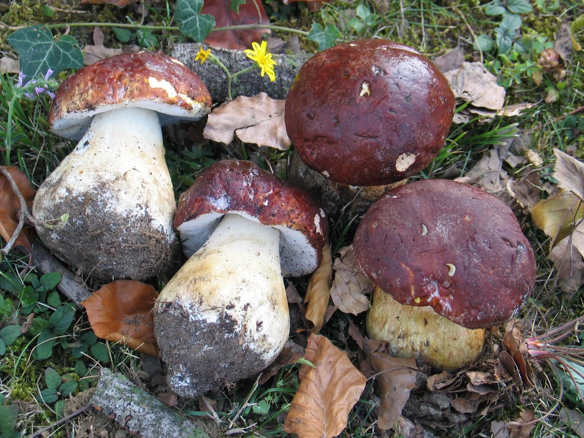 corso funghi puglia, permesso funghi, patentino funghi online puglia